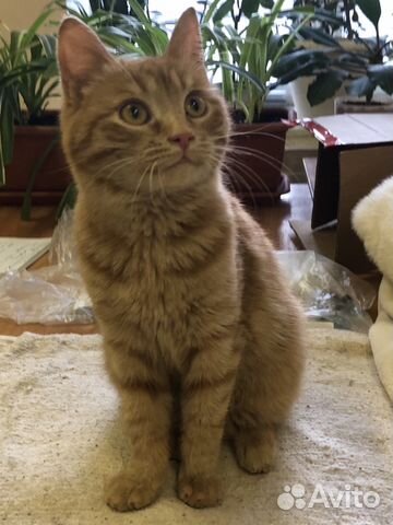 Девочка, 5 мес, рыже-шоколадного окраса