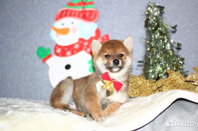 Девчушка-собачечка