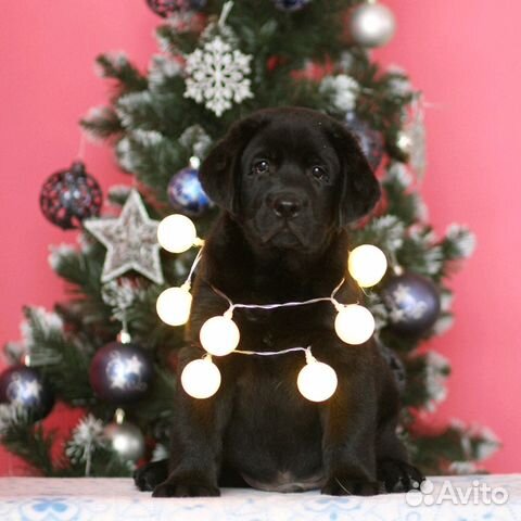 Питомник Керол Рут предлагает