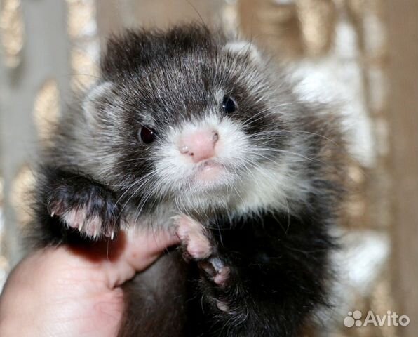 Ангорские фретки