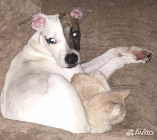 Милая Герда