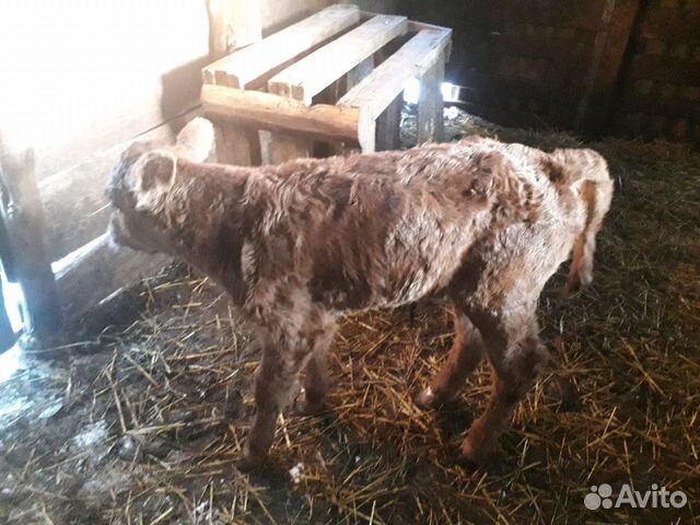 Продам теленка бычок