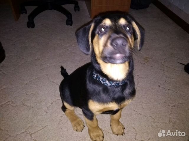 Щенок дворянин 4 месяца