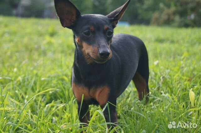 Минидоберман Цвергпинчер