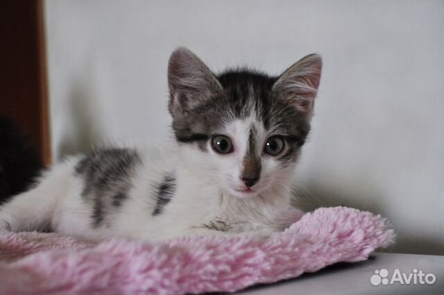 Котенок Чили