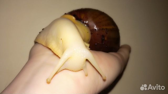 Улитки ахатины