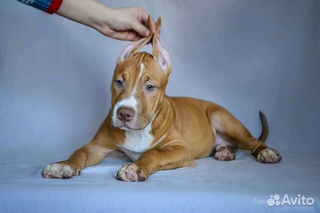 Щенки питбуля/питомник