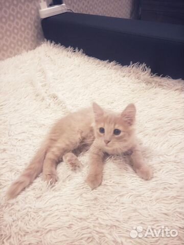 Отдадим котенка британца в добрые руки