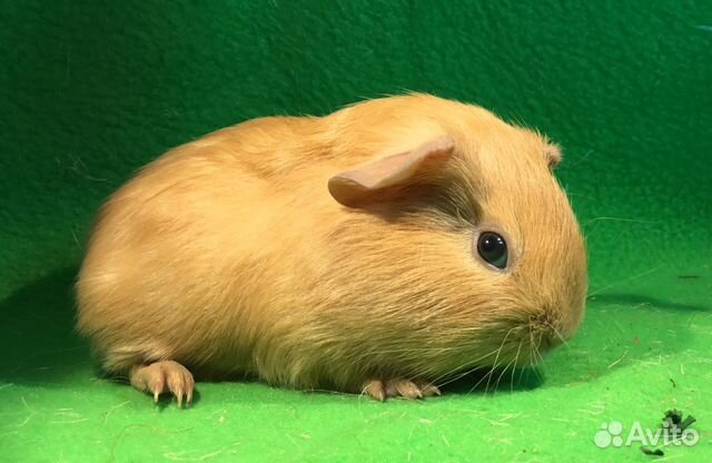 Юная барыня английский селф