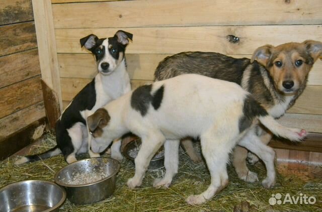 Щенки дворняжки 3 мес