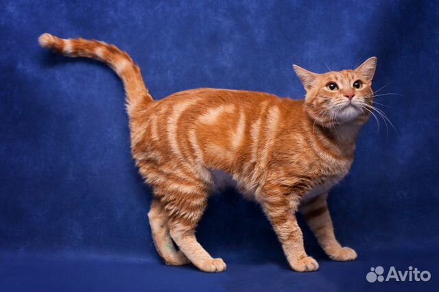 Мраморный Рони в дар в добрые руки