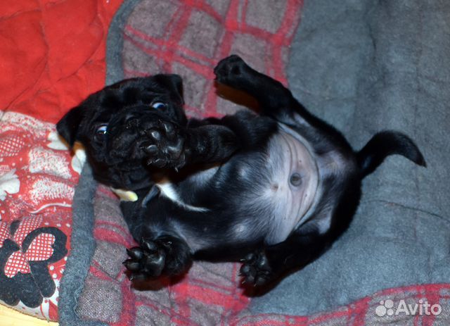 Черный мальчик мопсик, шоу класс