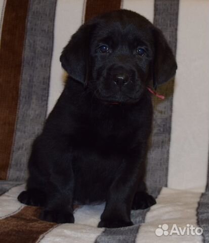 Лабрадора ретривера щенки