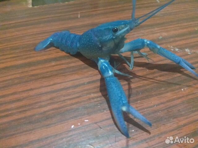 Австралийские красноклешневые раки