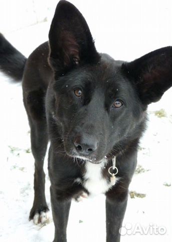 Молодой пес Блэк в добрые руки