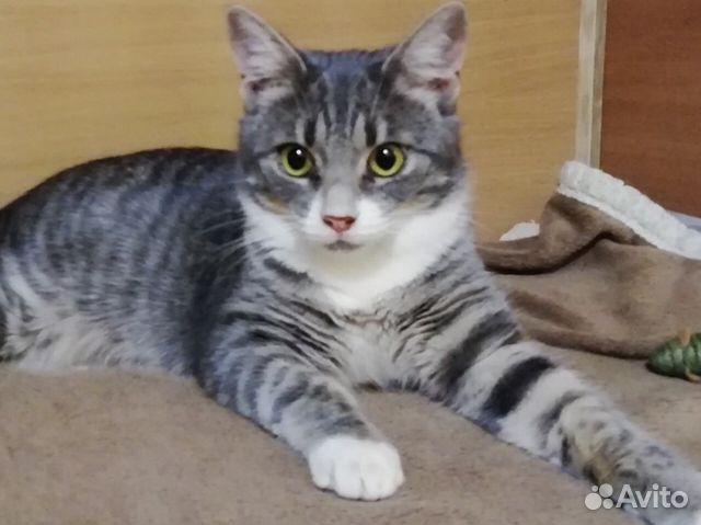 Котенок Мускат
