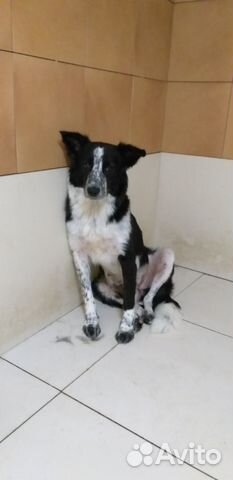 Красавица Нора