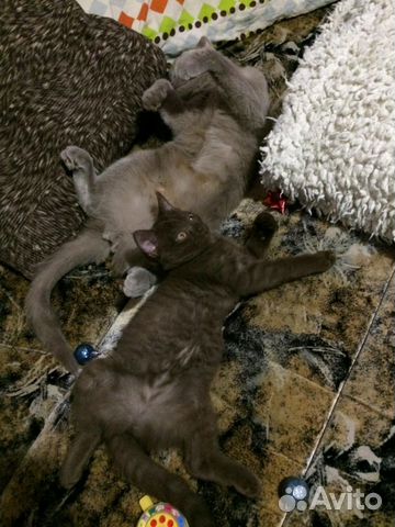 Шотландский котенок