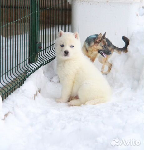 Хаски белая голубоглазка (девочка)