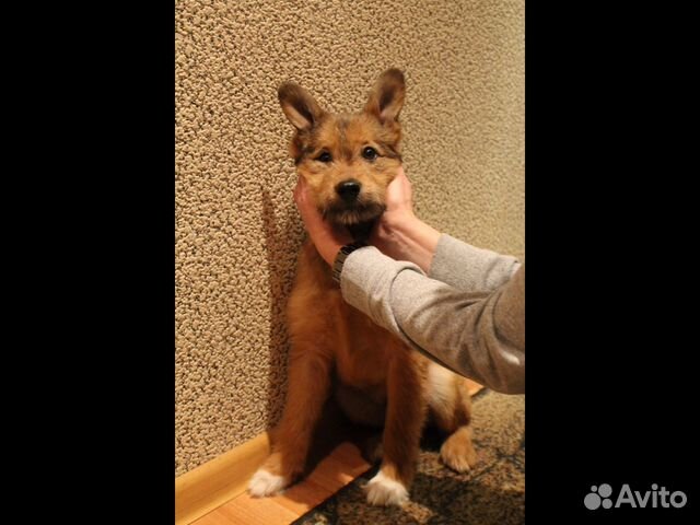 Щенок мальчик в добрые руки