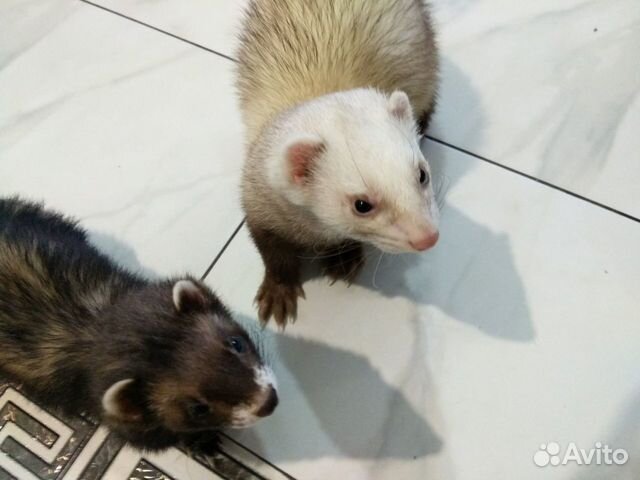 Сладкая парочка