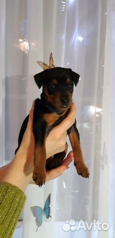 Цвергпинчер