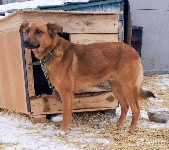 Марс отдам в добрые руки
