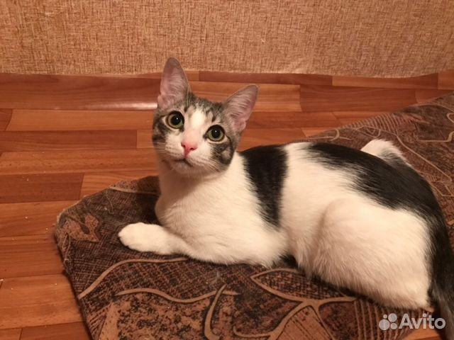 Котенок подросток глазастик