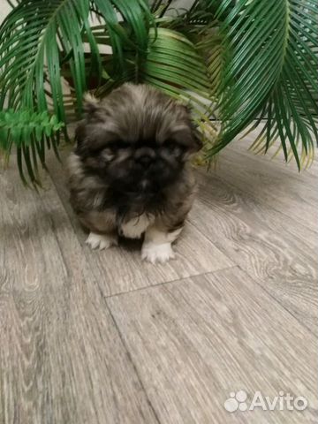 Малыши пекинесики