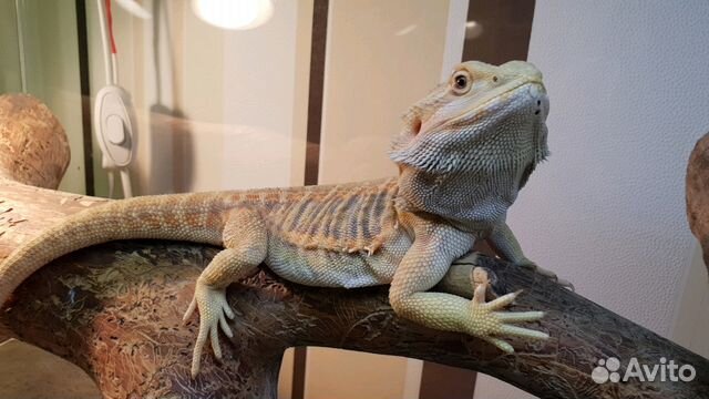 Бородатая Агама