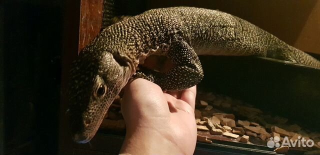Пара варанов индикус