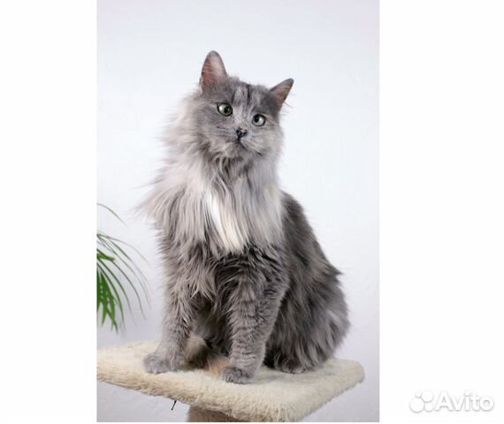 Грейс.Космический котенок в дар. Уникальный окрас