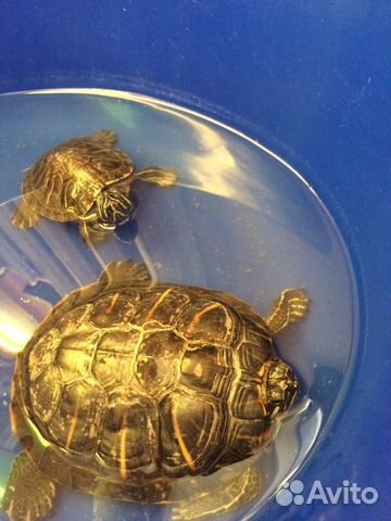 Красноухие черепахи