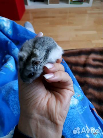 Джунгарский хомяк