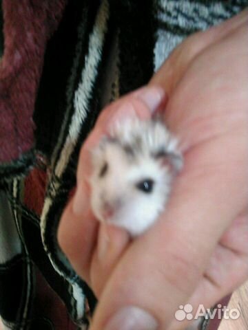 Джунгарский хомяк