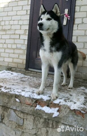 Сибирский хаски Вязка