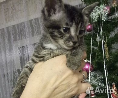 Котятки в добрые руки