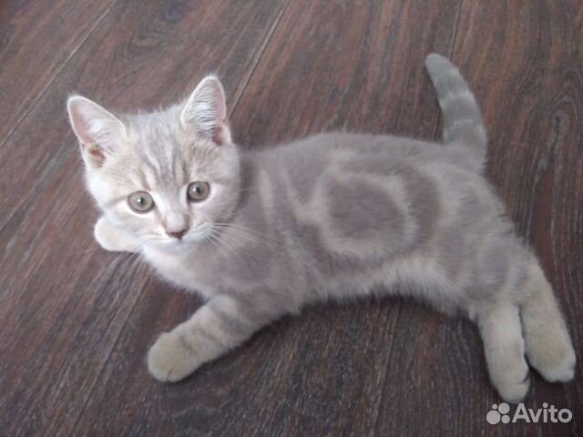 Шотланский котенок скоттиш-страйт