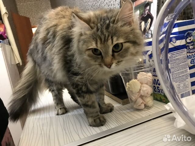 Отдам кошку в добрые ручки