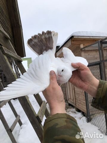 Голуби голуби