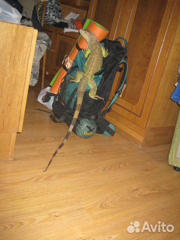 Зеленая Игуана