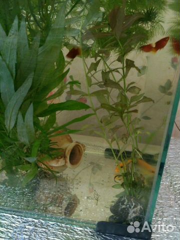 Сиамский водорослеед,пецилии