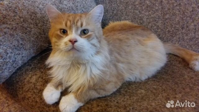 Отдам кота в хорошие руки
