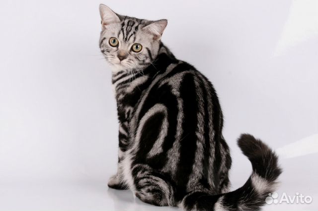 Британский котик черный мрамор на серебре