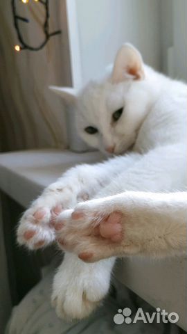 Вязка Као мани