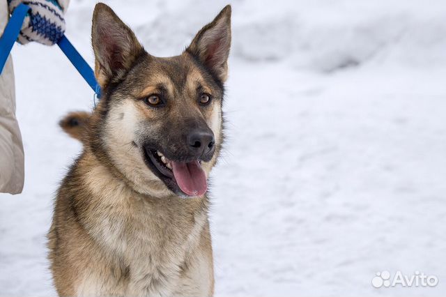 Эрика ищет дом