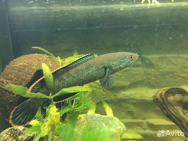 Змееголов карликовый