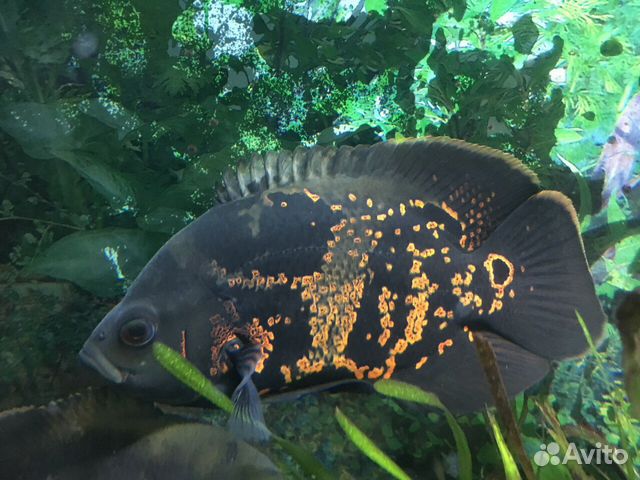 Астронотус тигровый