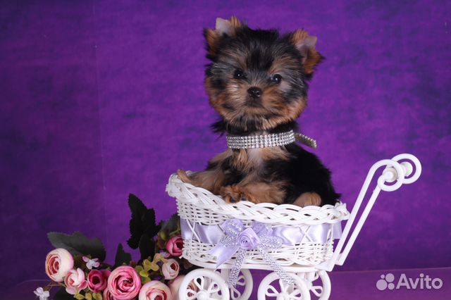 Йоркширская мини принцесса