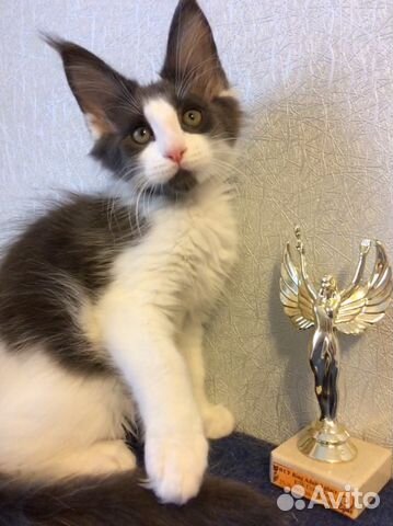 Котики мейнкунчики